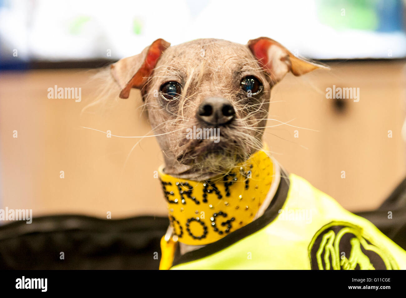 Worlds ugliest dog hi-res stock photography and images - Alamy