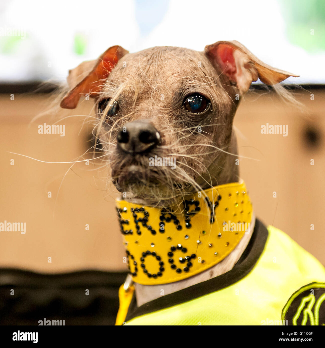 London, UK. 7 May 2016. Mugly, the world's ugliest dog 2012, and now ...