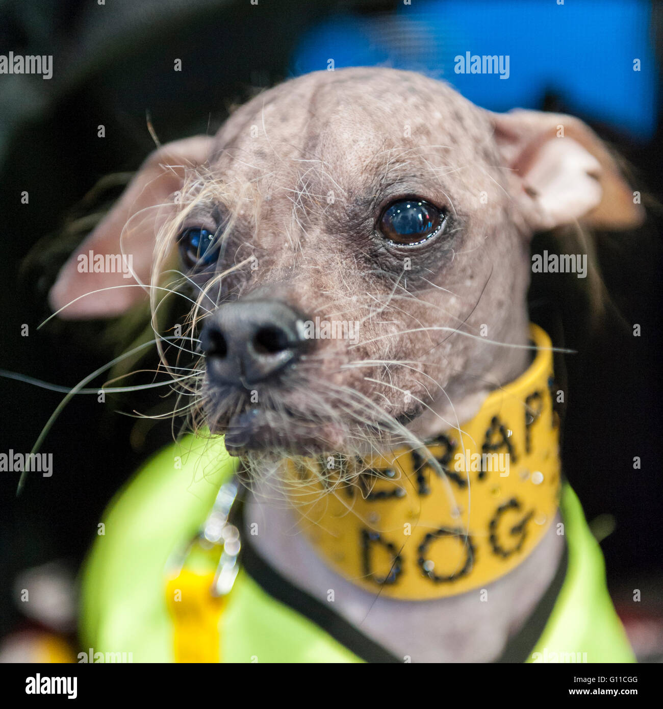 The worlds ugliest dog hi-res stock photography and images - Alamy