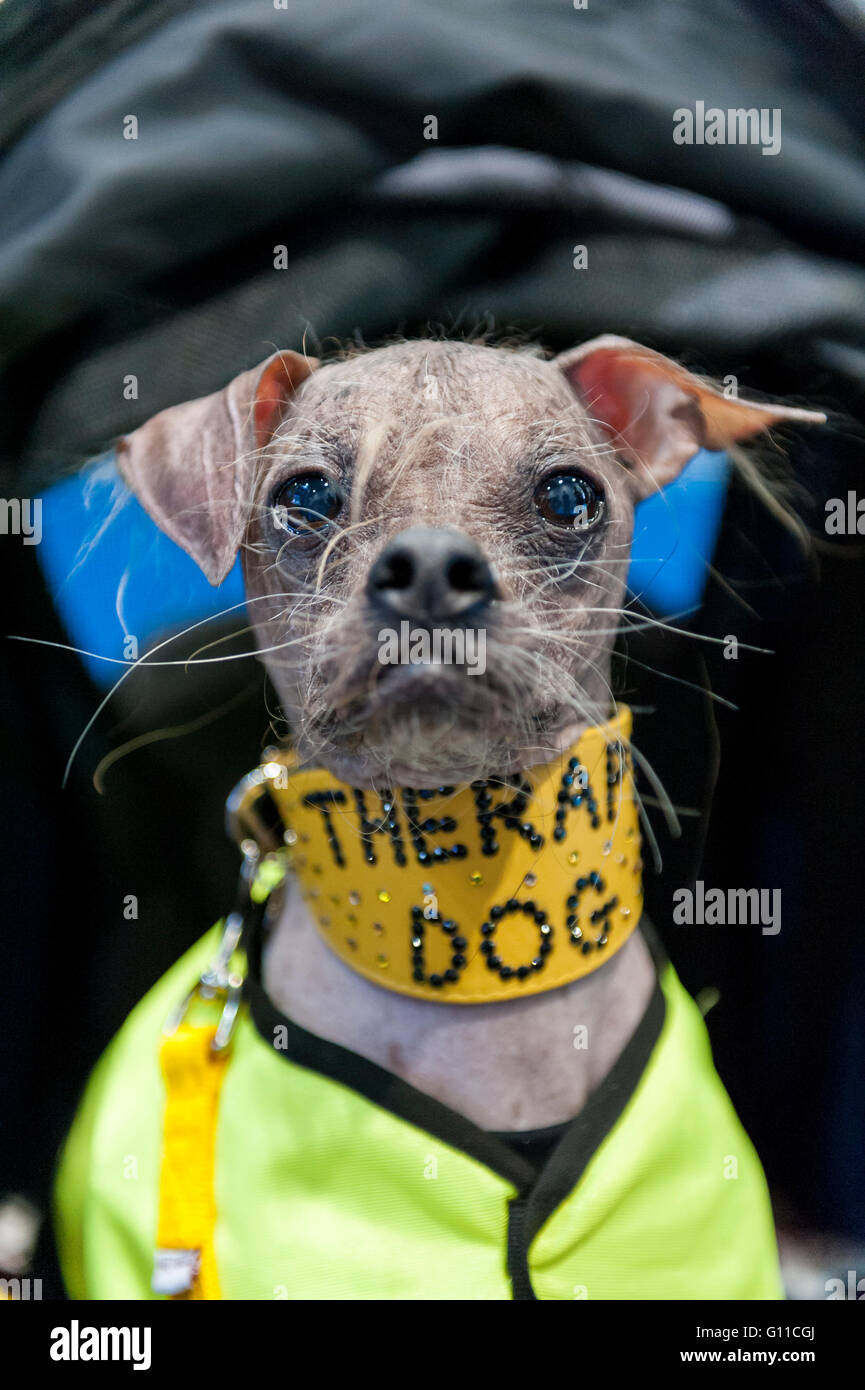 The worlds ugliest dog hi-res stock photography and images - Alamy