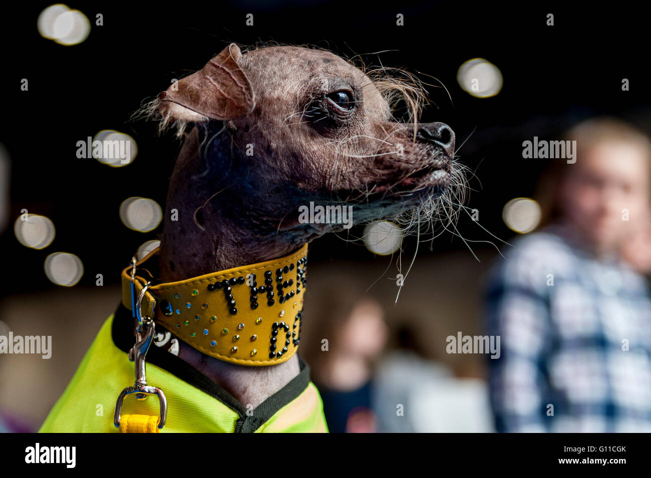 London, UK. 7 May 2016. Mugly, the world's ugliest dog 2012, and now ...