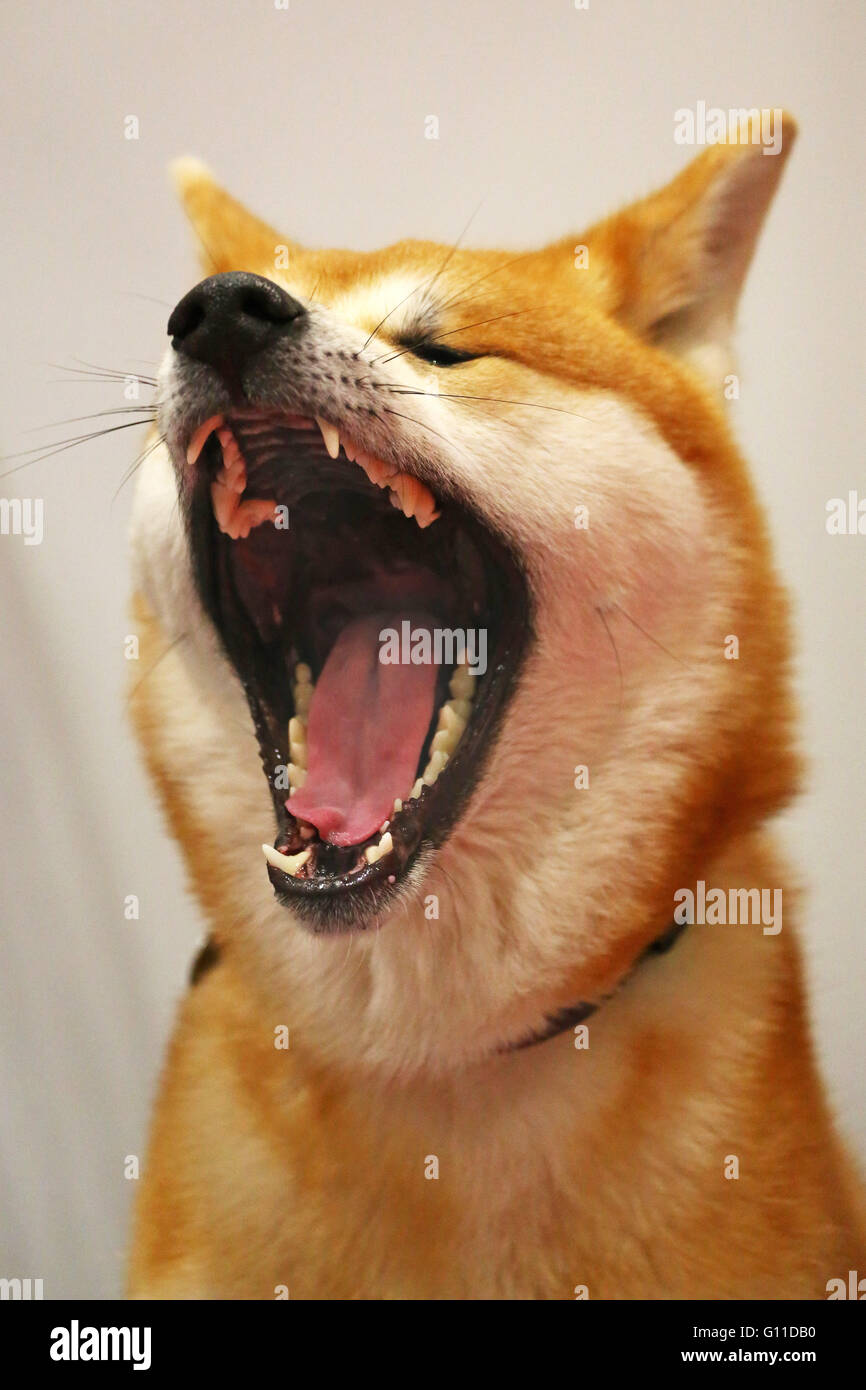 Japanese akita dog uk hi-res stock photography and images - Alamy