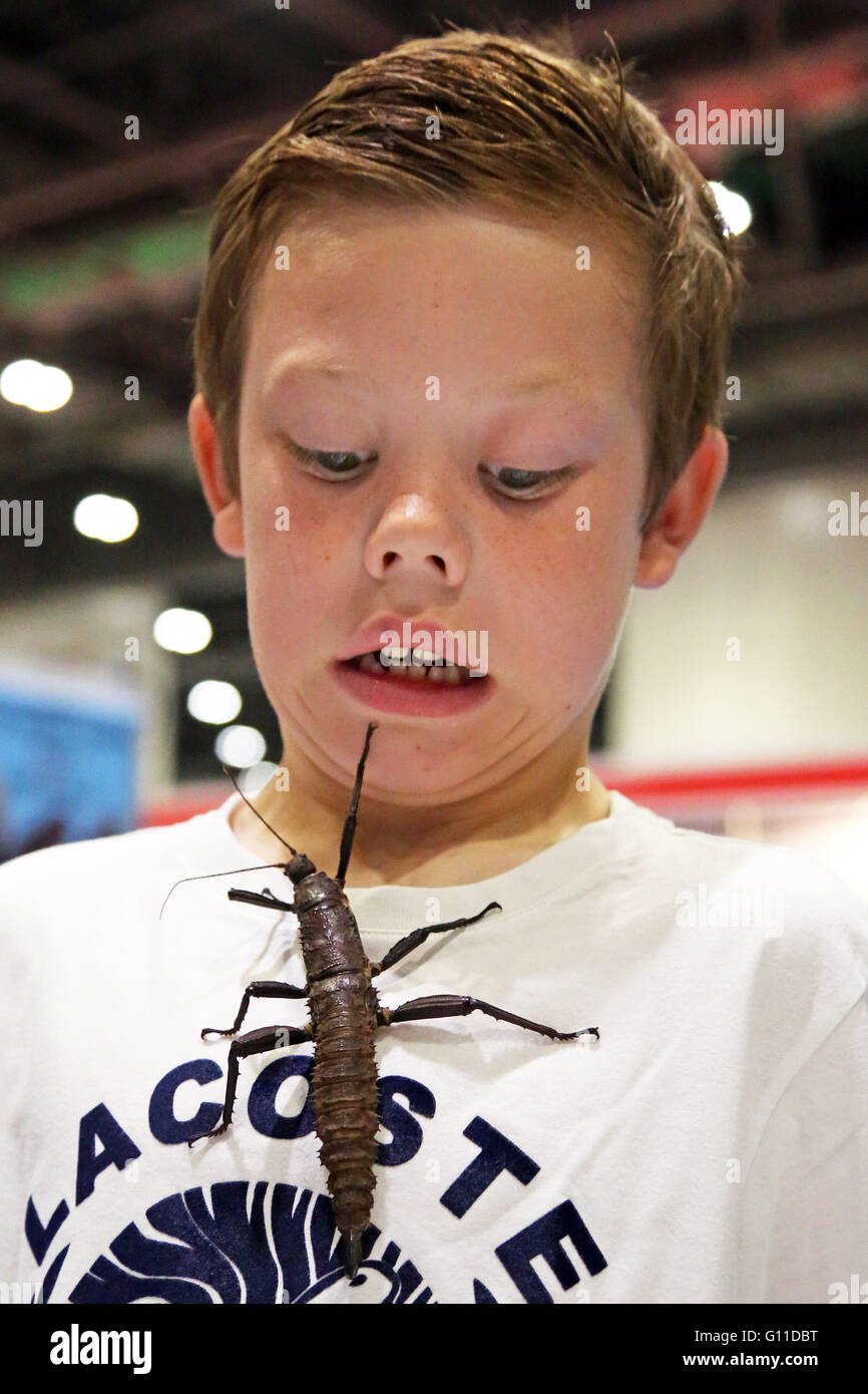 News animals insects hi-res stock photography and images - Alamy