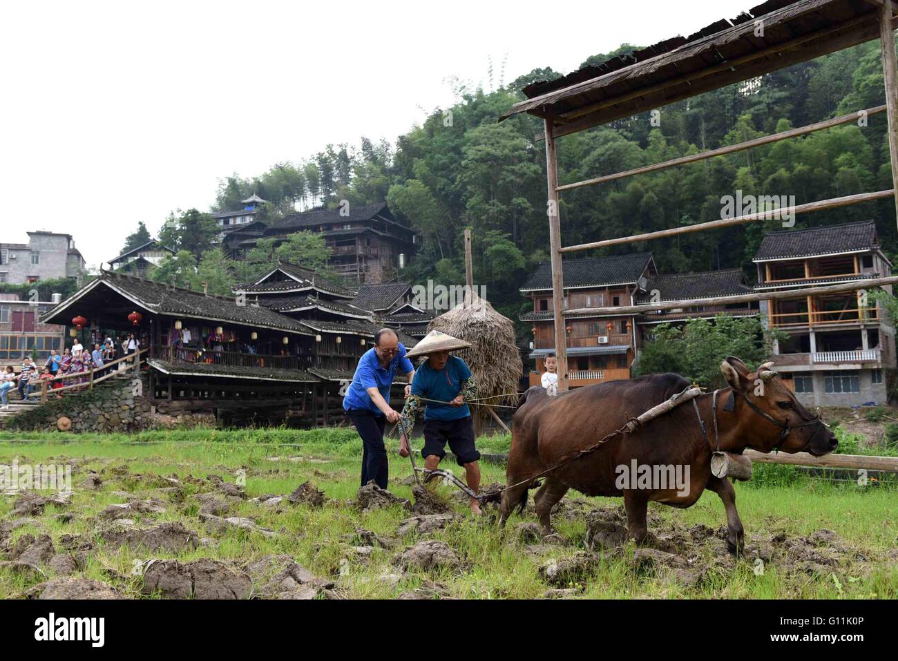 Sanjiang, China's Guangxi Zhuang Autonomous Region. 7th May, 2016. A ...