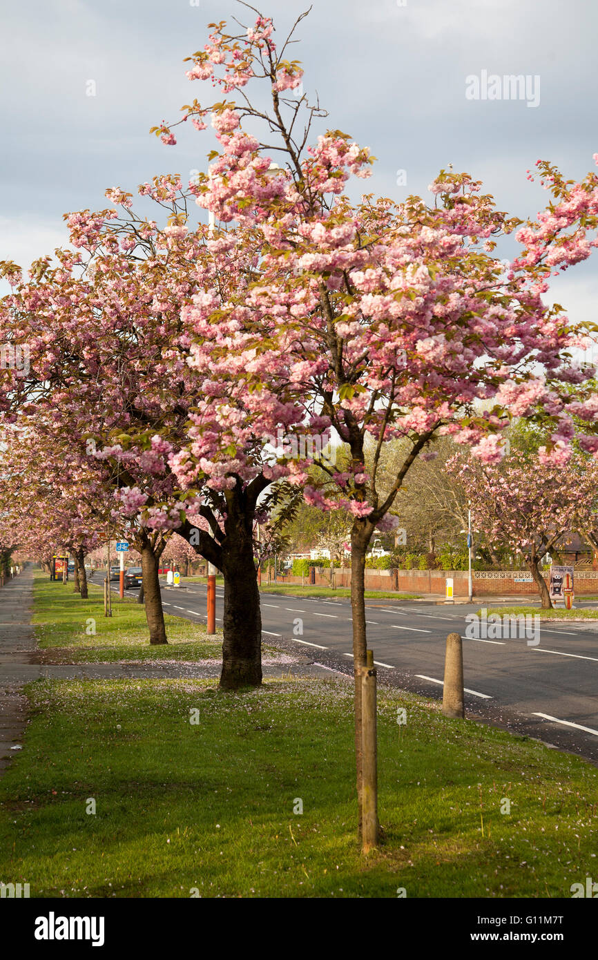 May flowering Cherry trees on Preston New Road with petals after ...