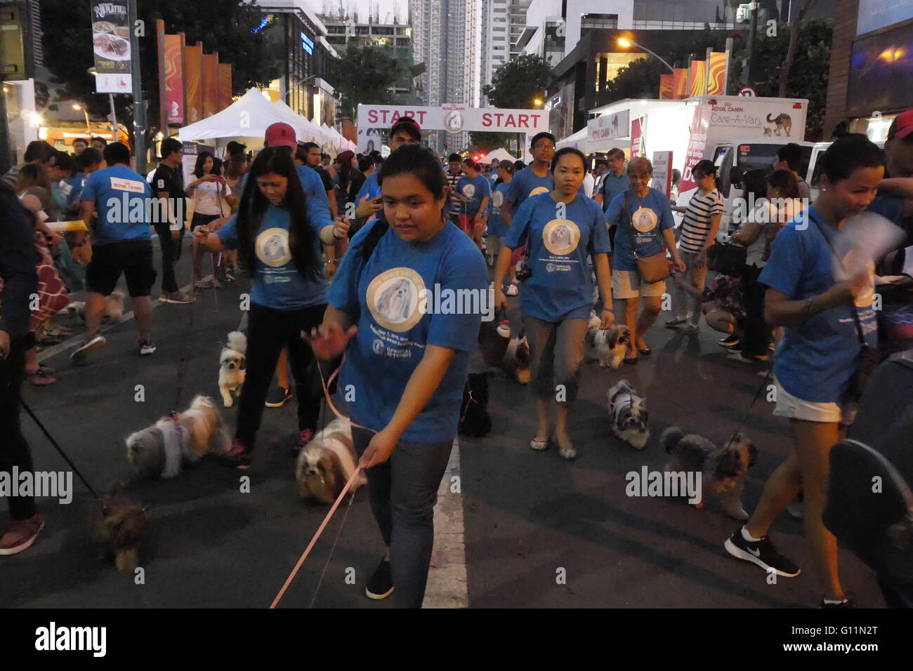 Taguig, Philippines. 07th May, 2016. Shih Tzu dogs are now dragging ...