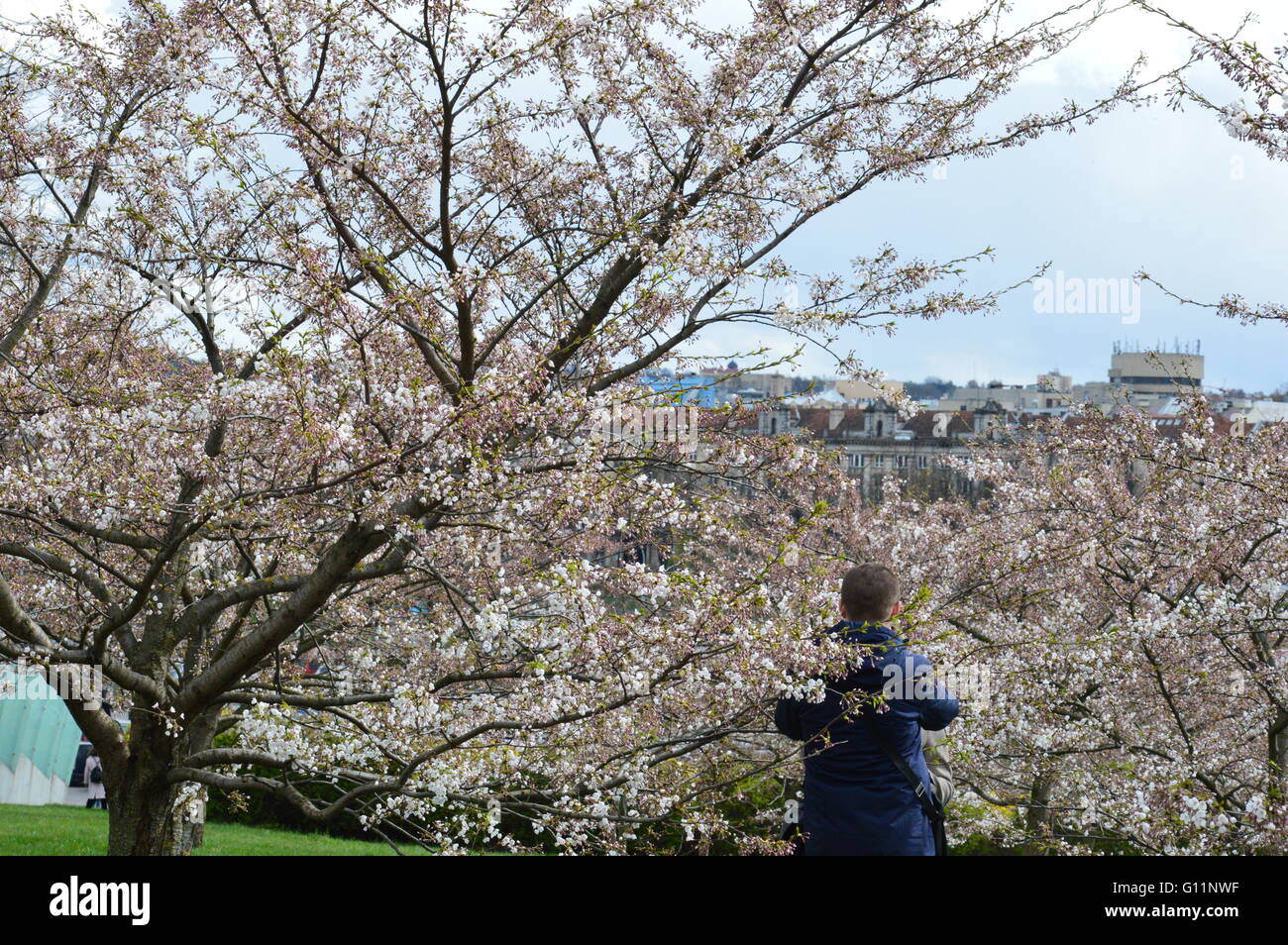 Springtime cherry hi-res stock photography and images - Alamy