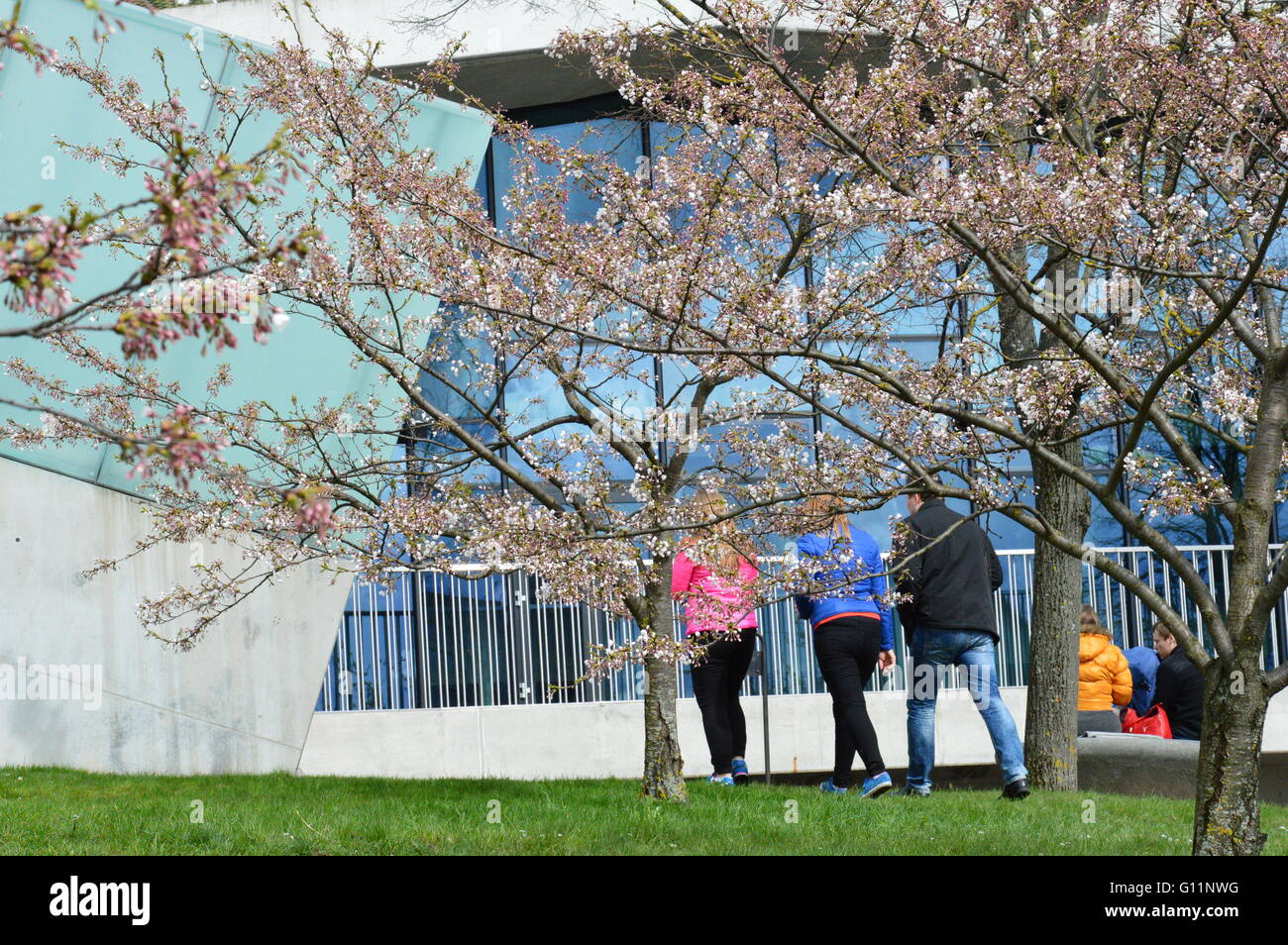 Springtime cherry hi-res stock photography and images - Alamy