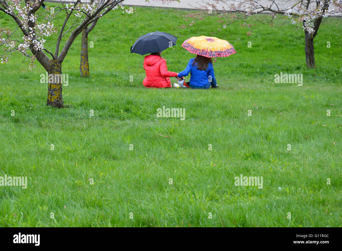 Springtime and cherry blossoms Stock Photo - Alamy