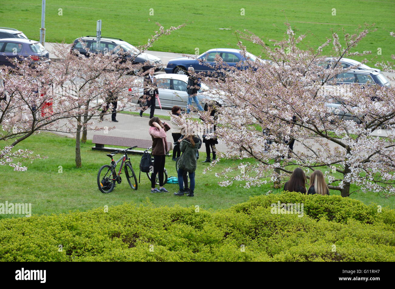 Springtime cherry hi-res stock photography and images - Alamy