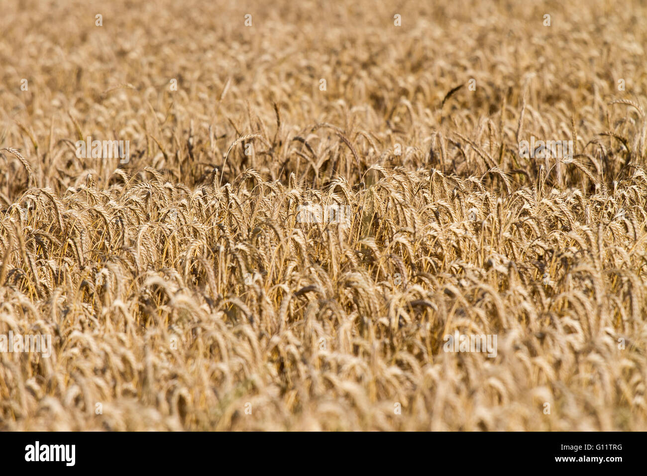 closeup of a field full of wheat Stock Photo - Alamy