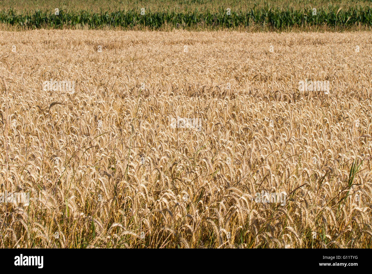 A field full of rye (Secale cereale Stock Photo - Alamy