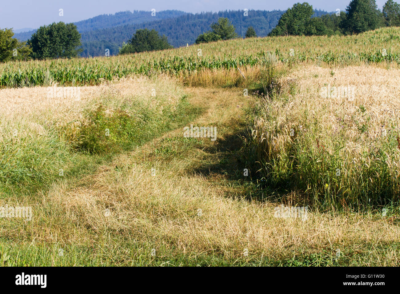 Grass path across field hi-res stock photography and images - Alamy