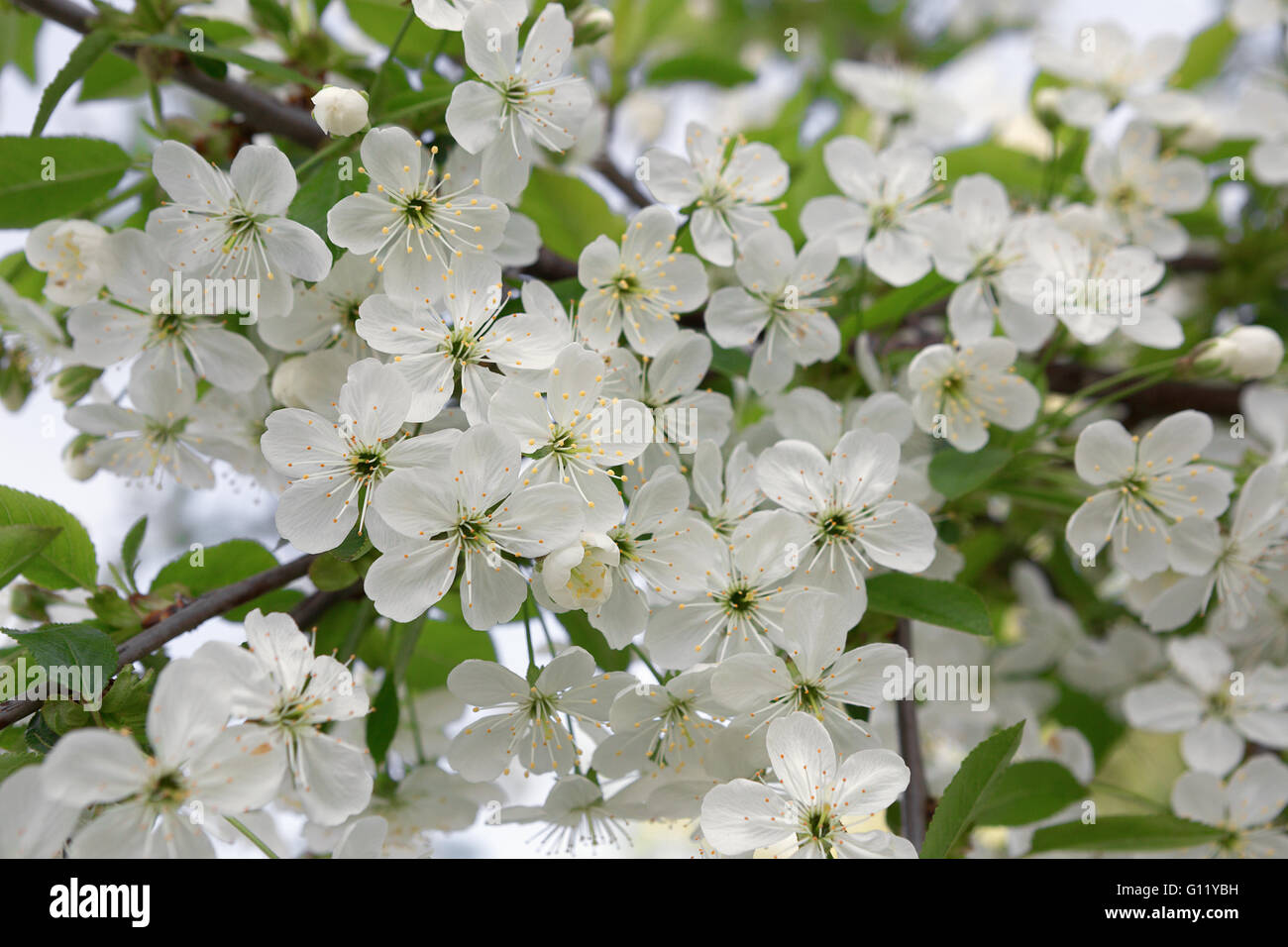 branch of bird cherry in front of blue sky. Copy space Stock Photo - Alamy