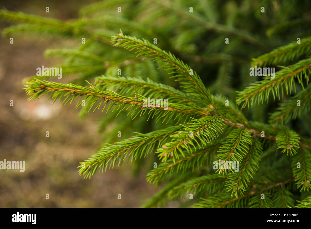 Spring forest fir tree hi-res stock photography and images - Alamy