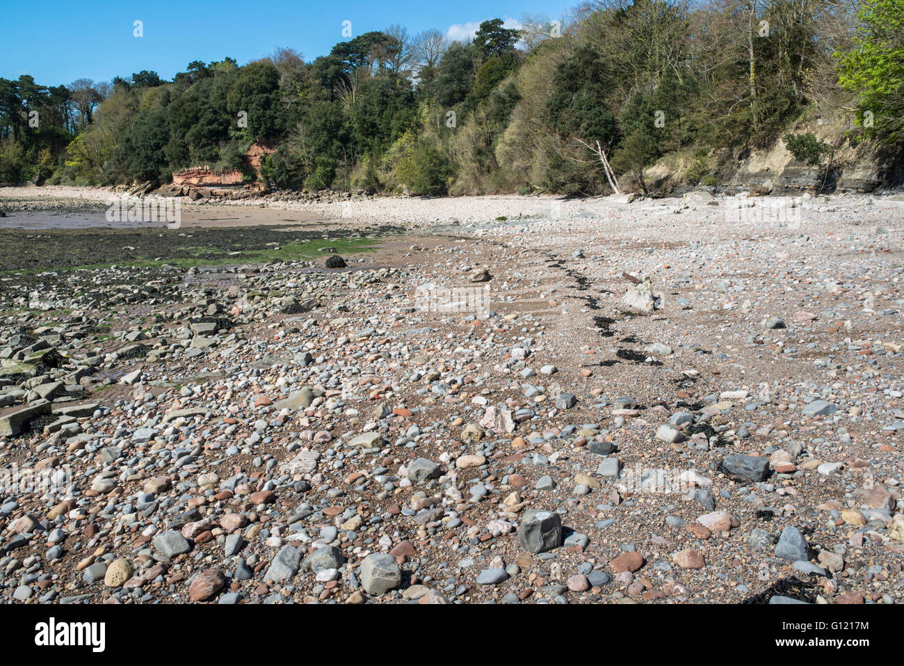 Trees lining the edge of a pebble and shingle beach Stock Photo - Alamy