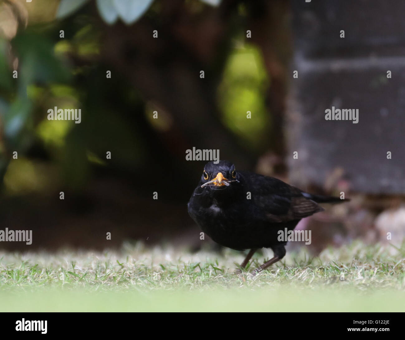 Back view blackbird standing hi-res stock photography and images - Alamy
