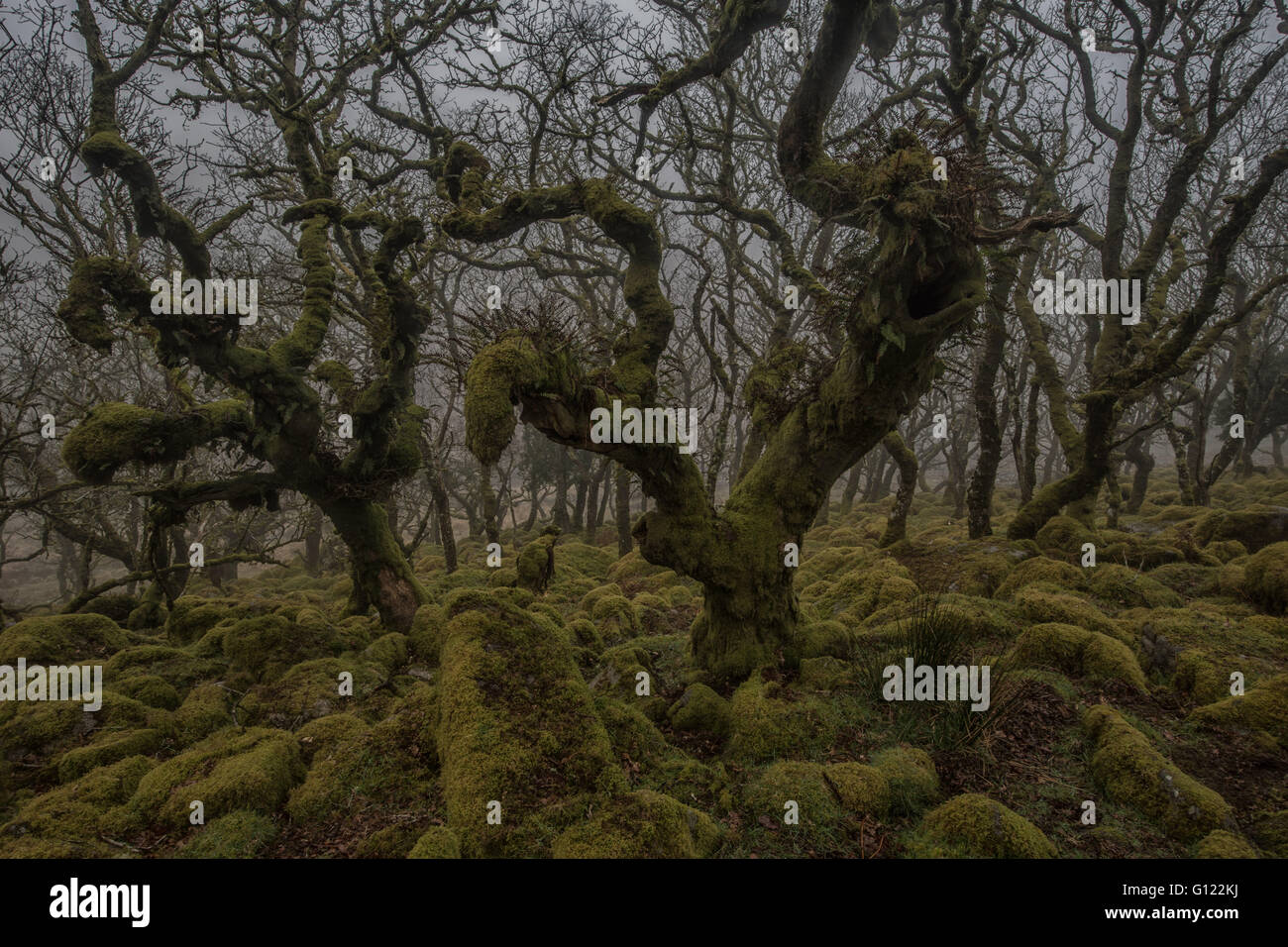 Gnarled and twisted oak trees covered in moss Stock Photo - Alamy