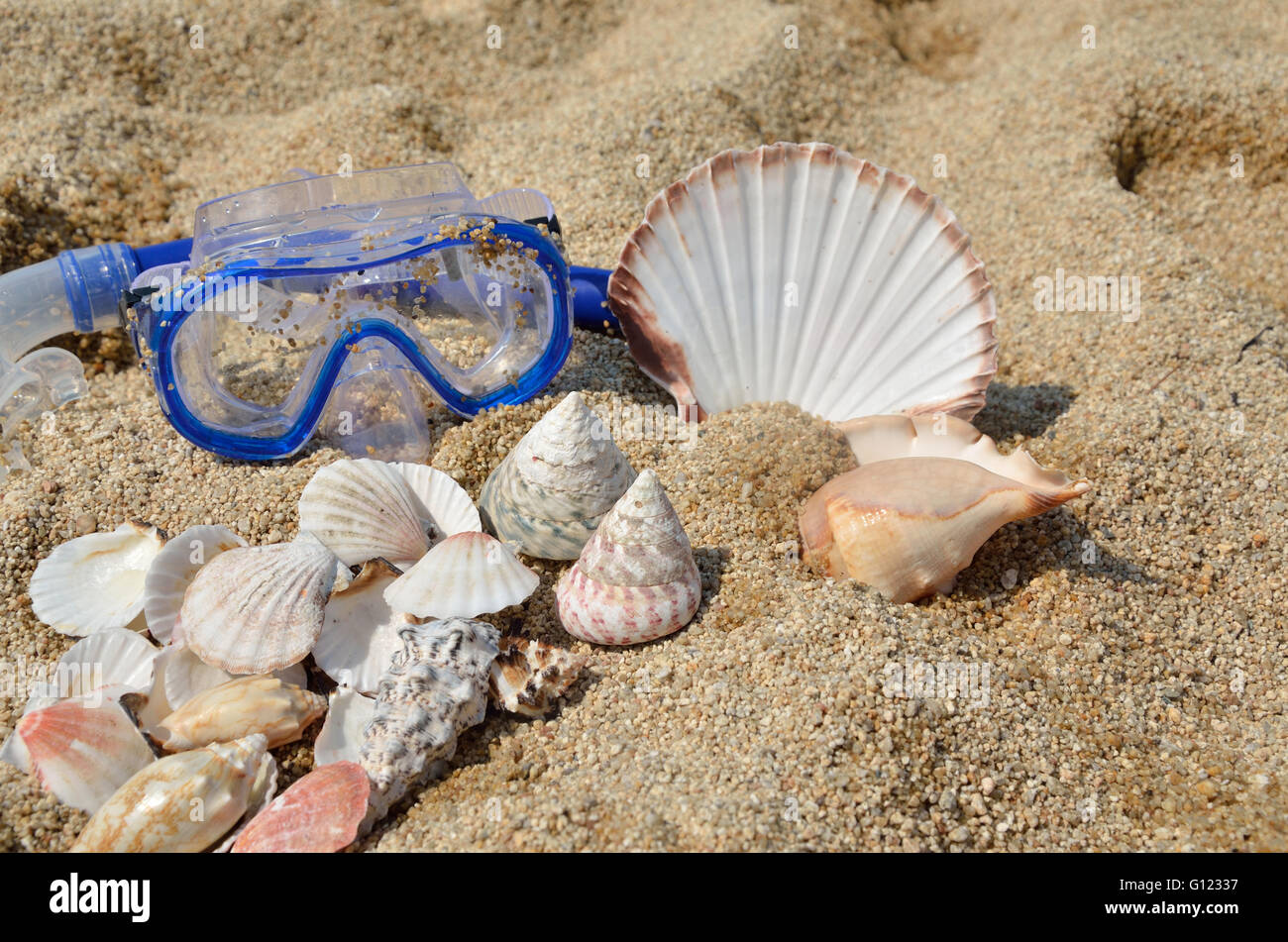 Group of different seashells collected on pile and diving mask, on a ...