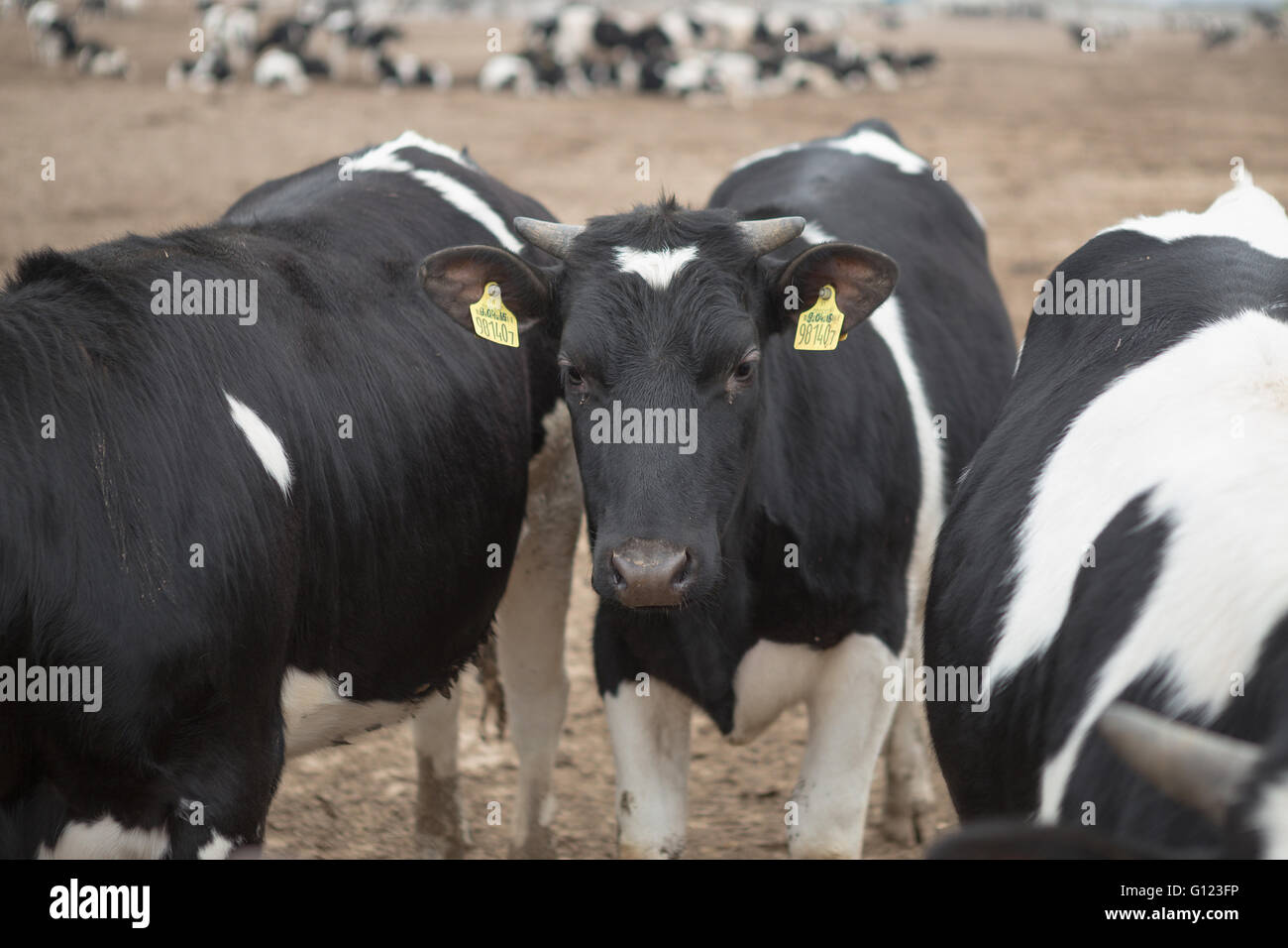 Herd of inquisitive black and white Holstein dairy cows and heifers ...