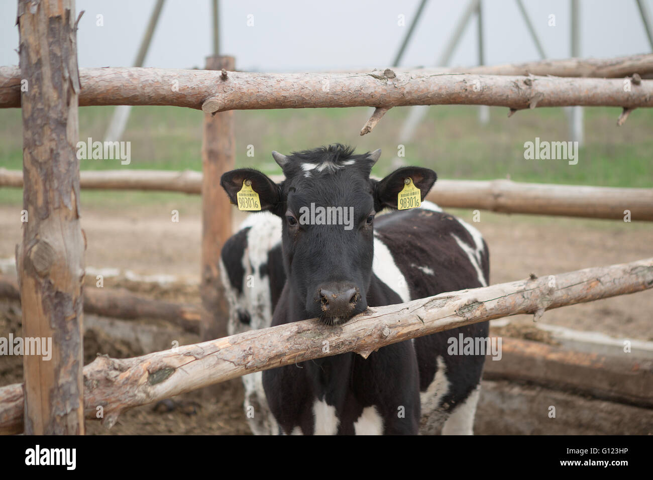 Herd of inquisitive black and white Holstein dairy cows and heifers ...