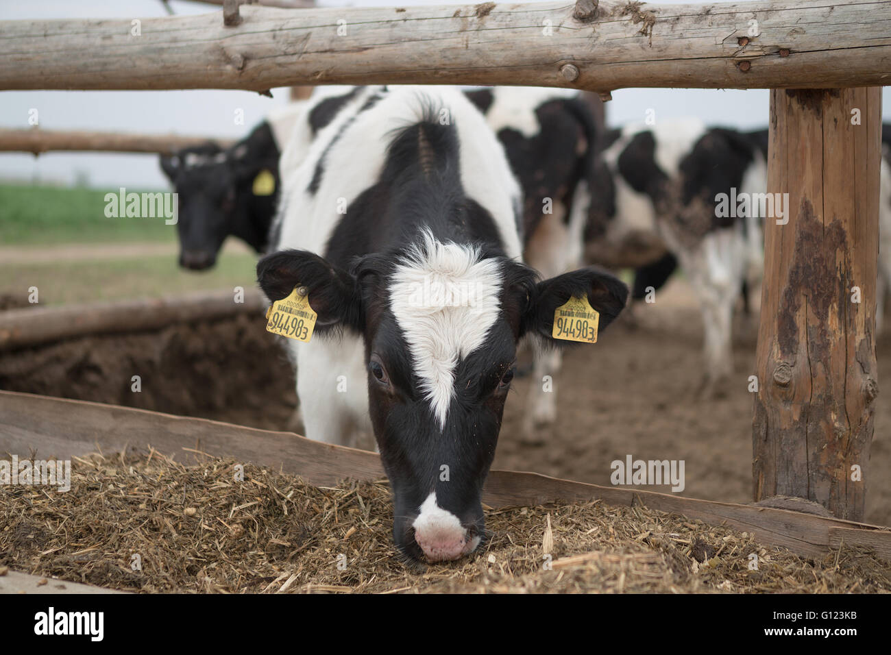 Herd of inquisitive black and white Holstein dairy cows and heifers ...