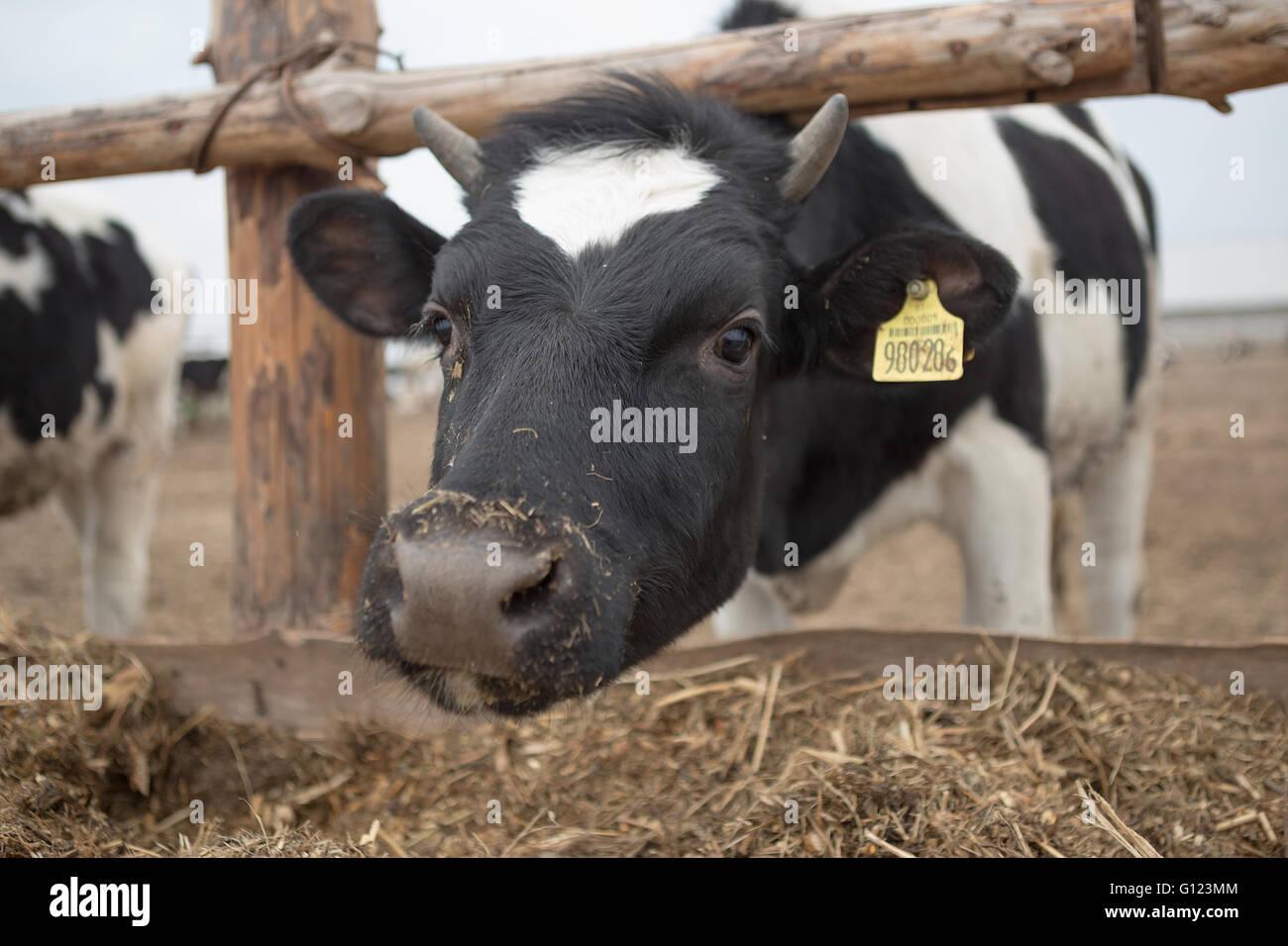 Herd of inquisitive black and white Holstein dairy cows and heifers ...