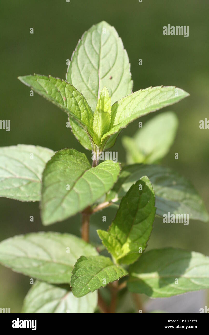 Scottish garden hi-res stock photography and images - Alamy