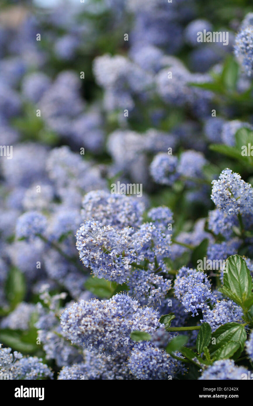 Blue, purple, lilac flower blossom Stock Photo - Alamy