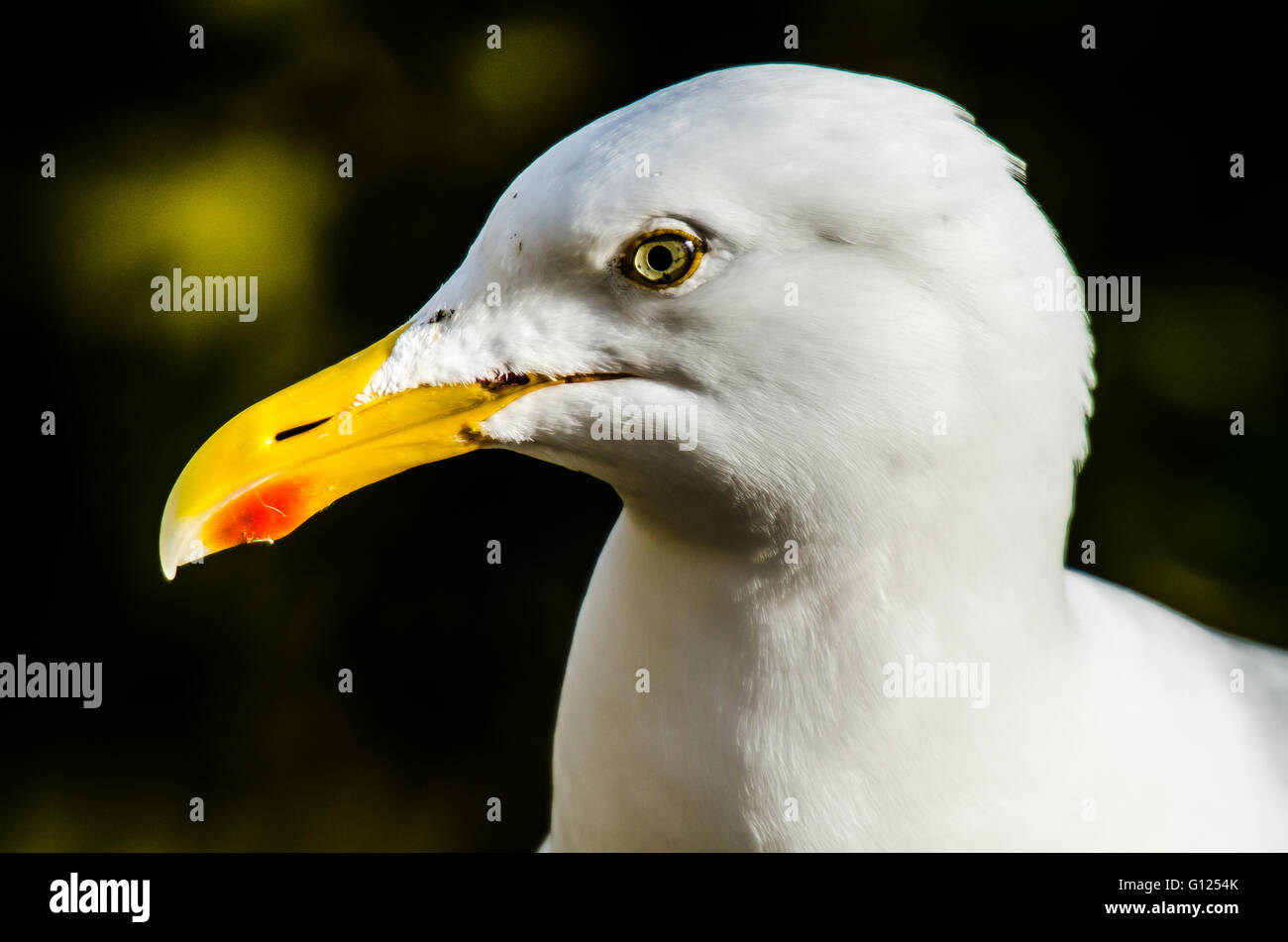 Close up of European herring gull, Larus argentatus's head Stock Photo ...