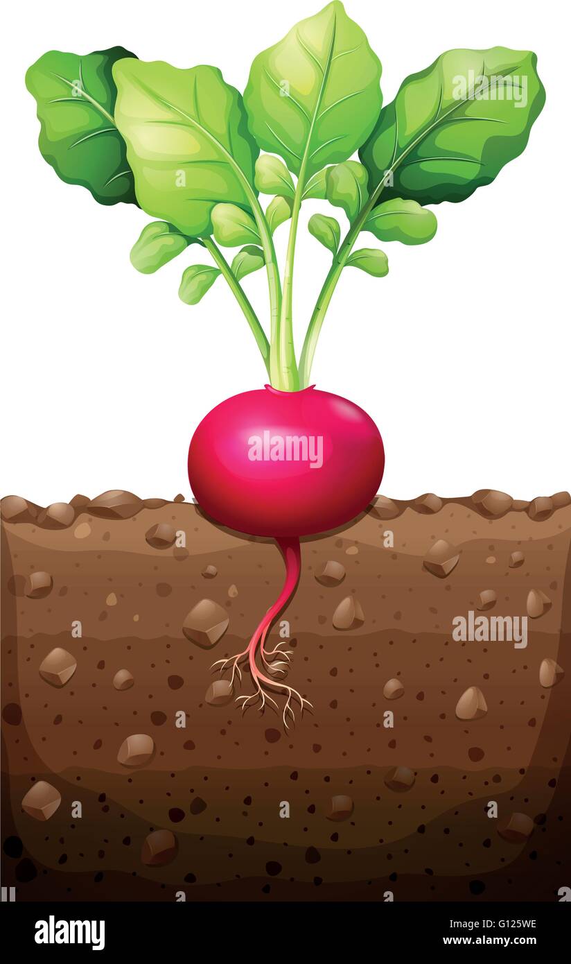 Red radish with roots underground illustration Stock Vector Image & Art ...