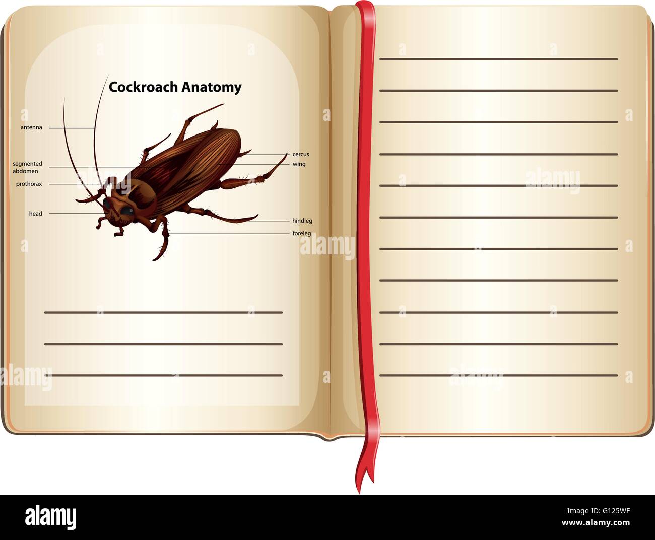 Cockroach anatomy on a book illustration Stock Vector Image & Art - Alamy