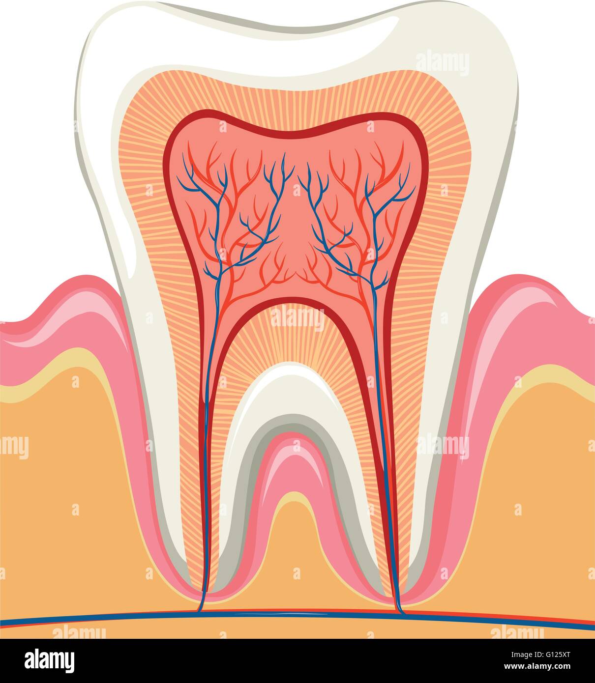 Inside on a single tooth illustration Stock Vector Image & Art - Alamy