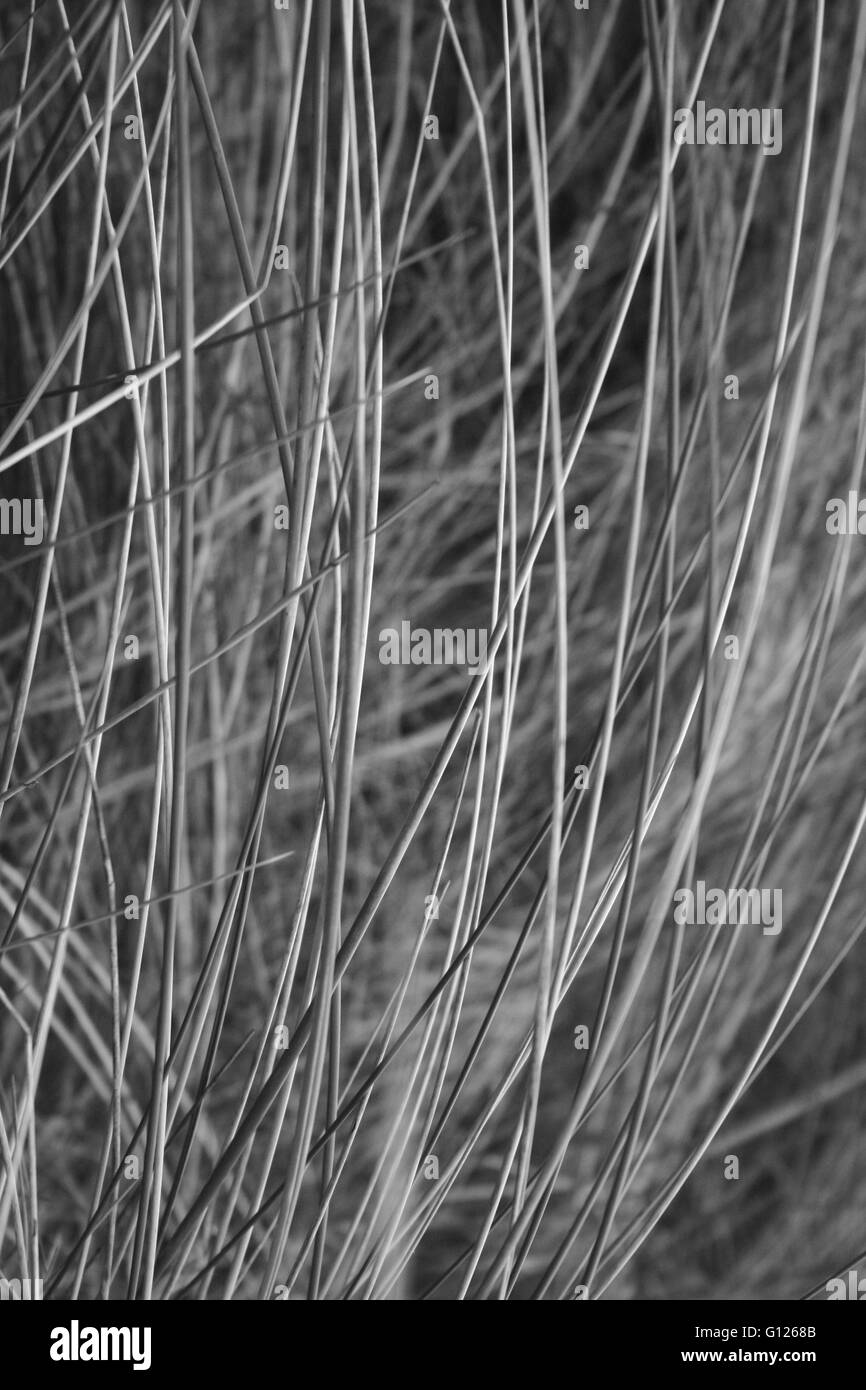 Stalks texture Black and White Stock Photos & Images - Alamy