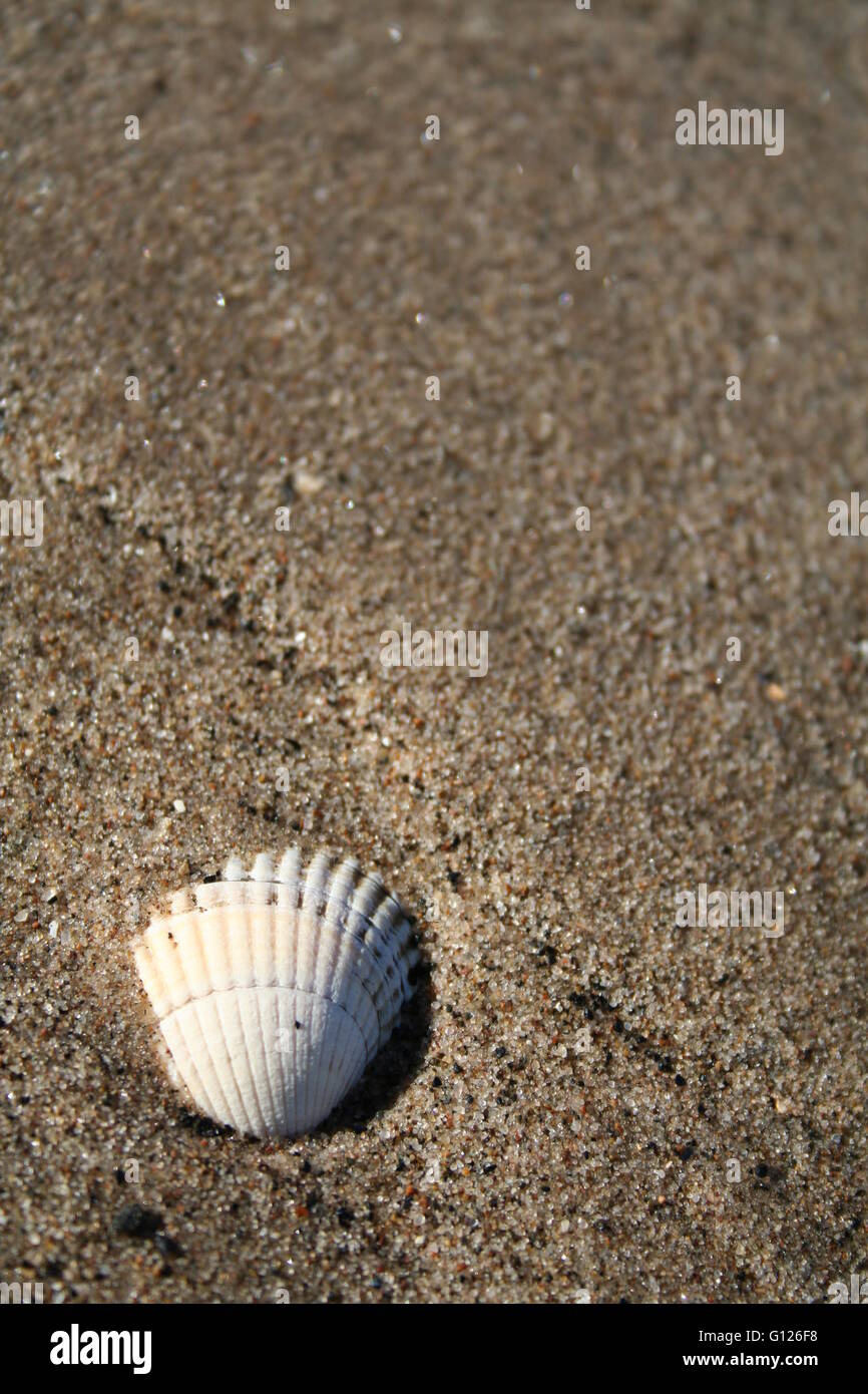 White shell hiding in the sand on a beach Portobello, Edinburgh Stock ...