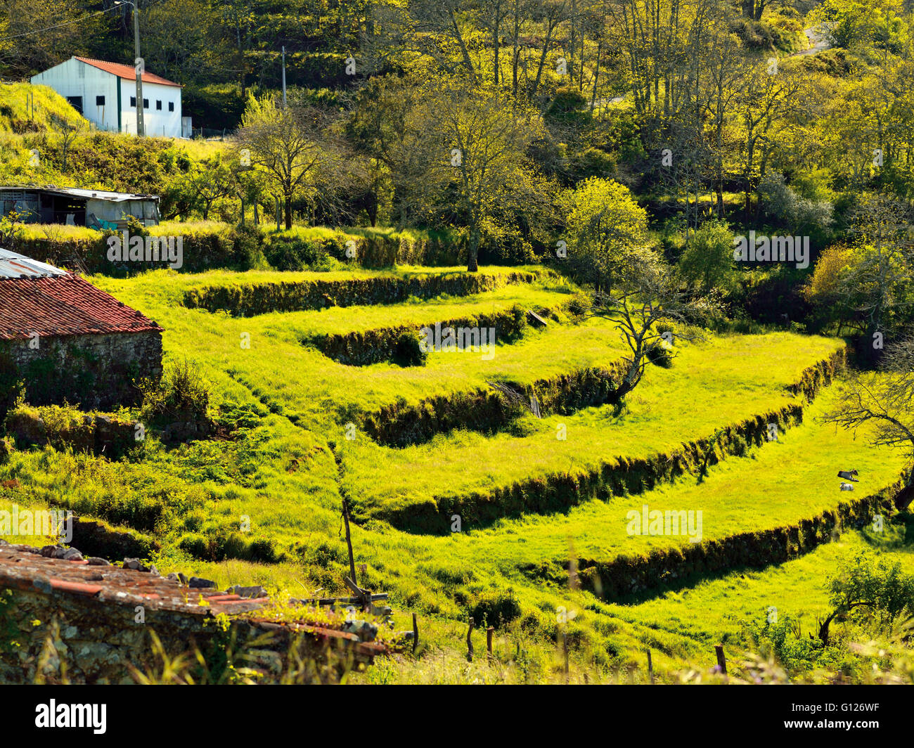 Portugal, Algarve: View to green terraces in the mountain region Serra ...