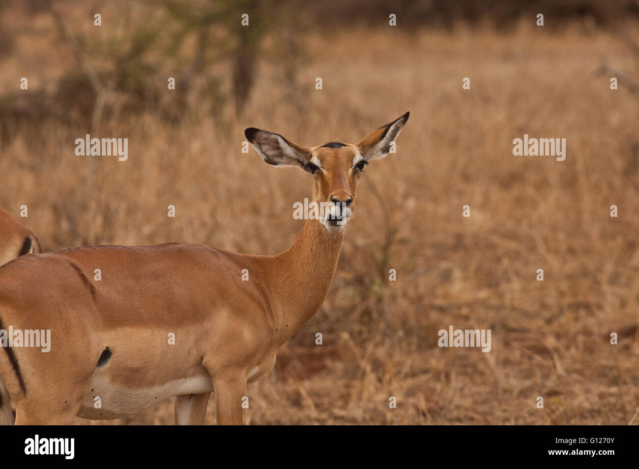 Female gazelle hi-res stock photography and images - Alamy
