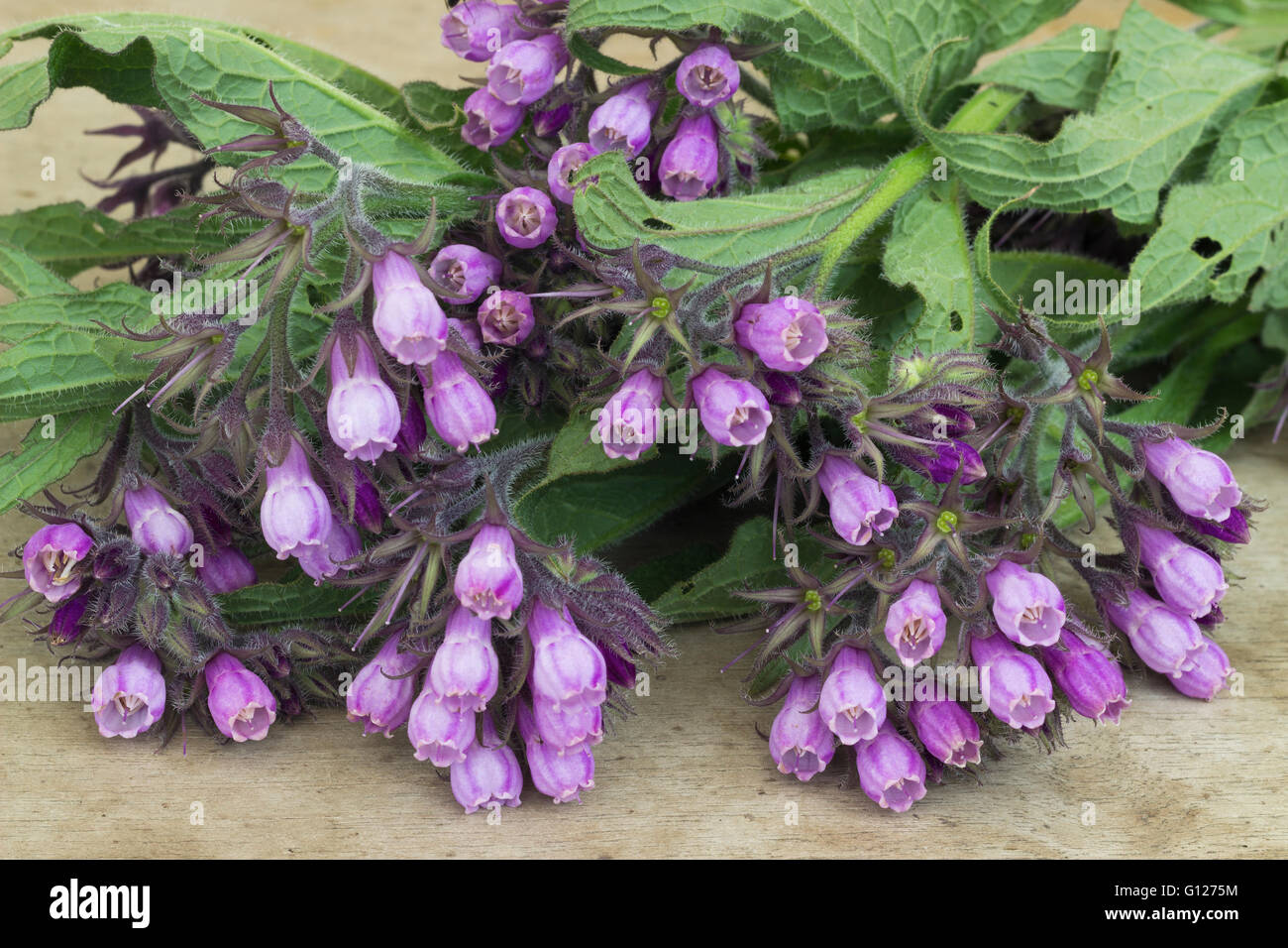 Comfrey (Symphytum officinale). Medicinal herb Stock Photo - Alamy