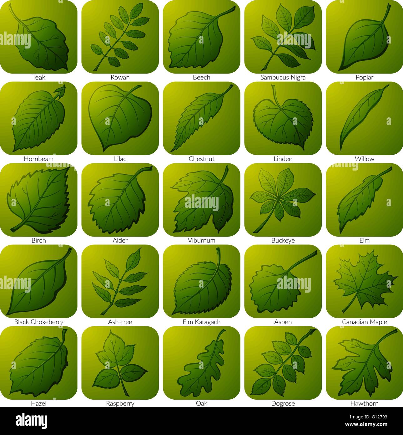 Icons with Leaves, Set Stock Vector Image & Art - Alamy