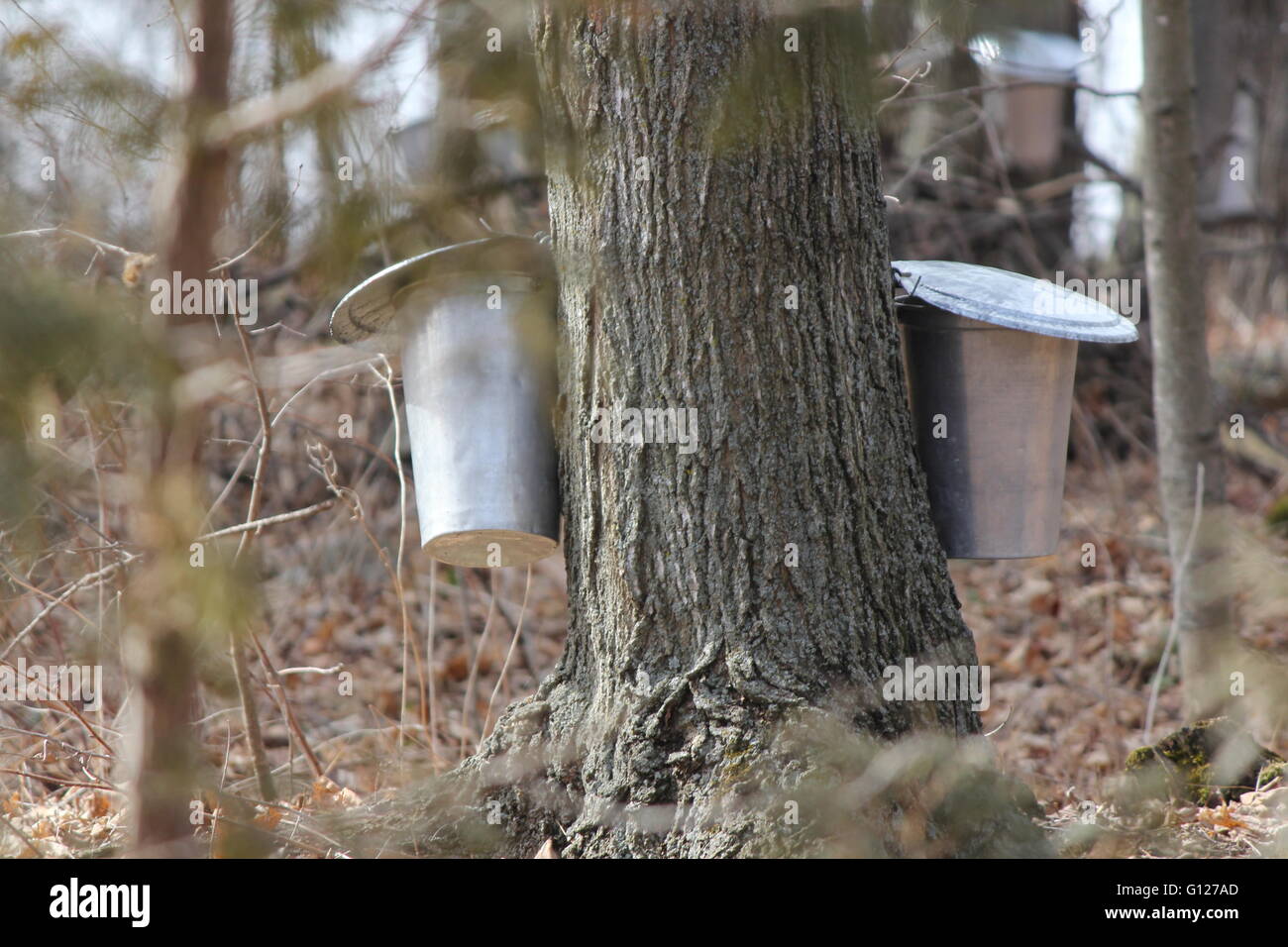 Metal pails on trees for collecting sap to produce maple syrup Stock ...