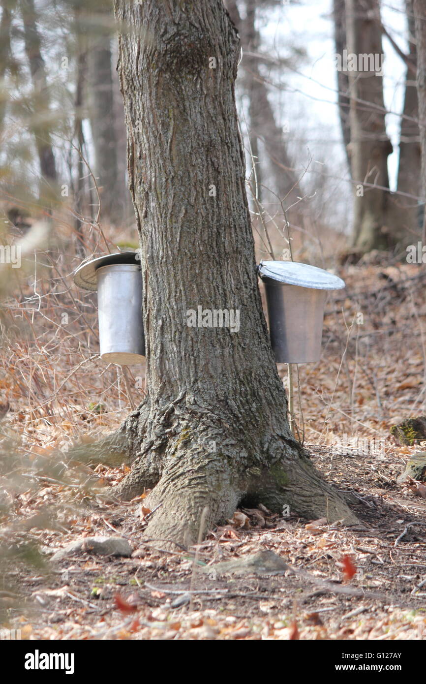 Metal pails on trees for collecting sap to produce maple syrup Stock ...