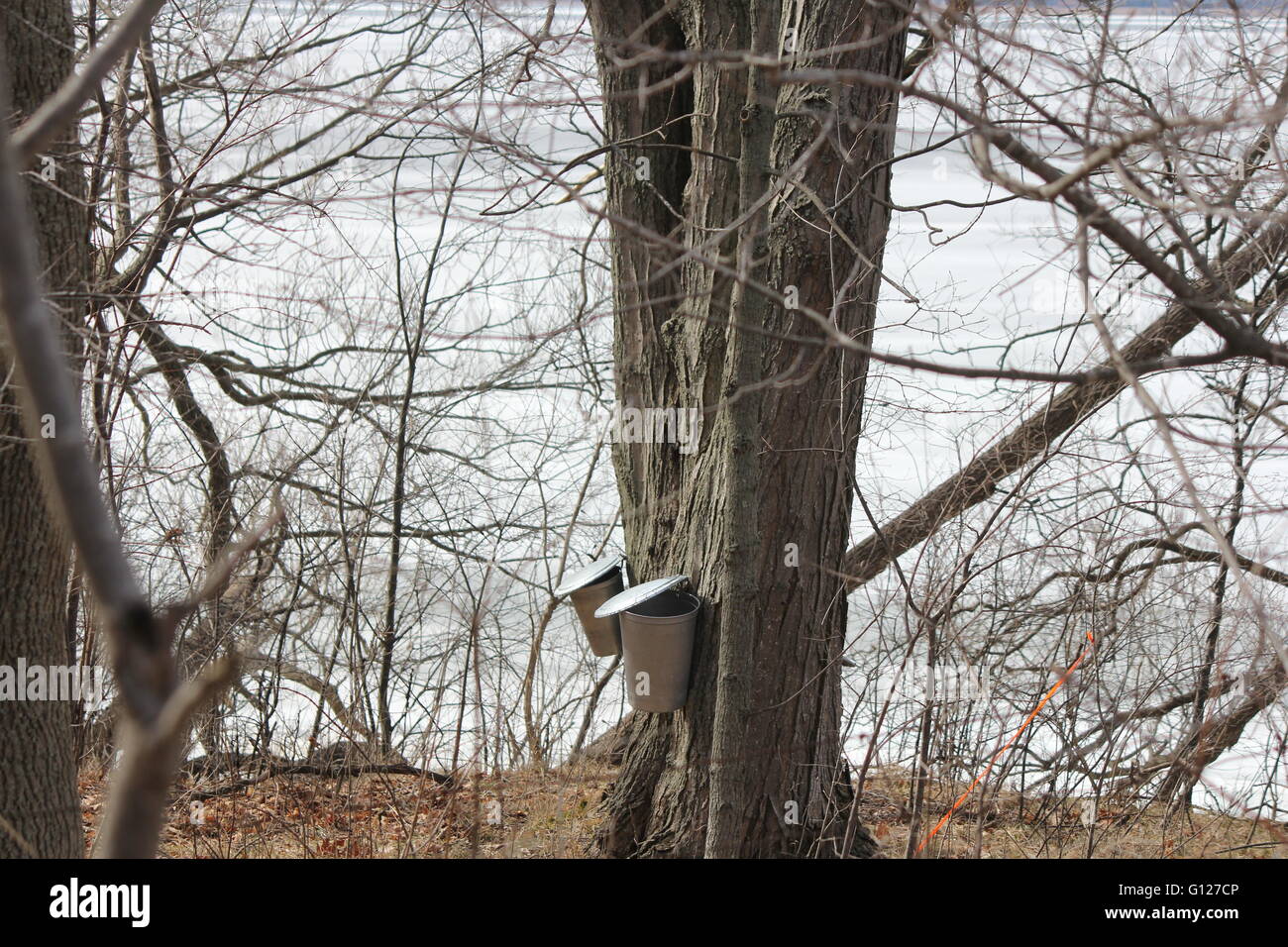 Metal pails on trees for collecting sap to produce maple syrup Stock ...