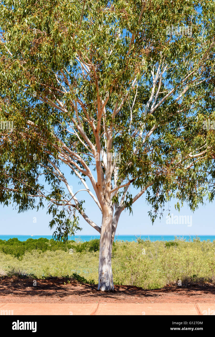 Lone eucalyptus tree in front of the mangroves of Roebuck Bay, Broome ...