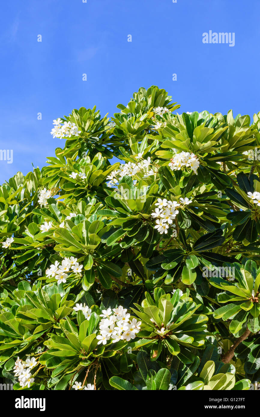 White flowering frangipani tree against a blue sky Stock Photo - Alamy