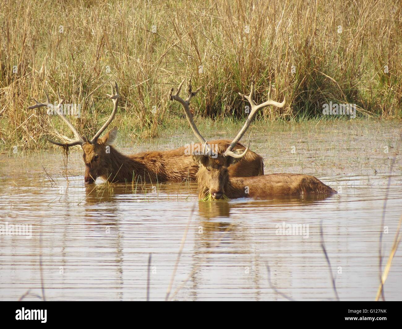 Two Swamp Deer - Barasingha in Kanha National Park, India Stock Photo ...