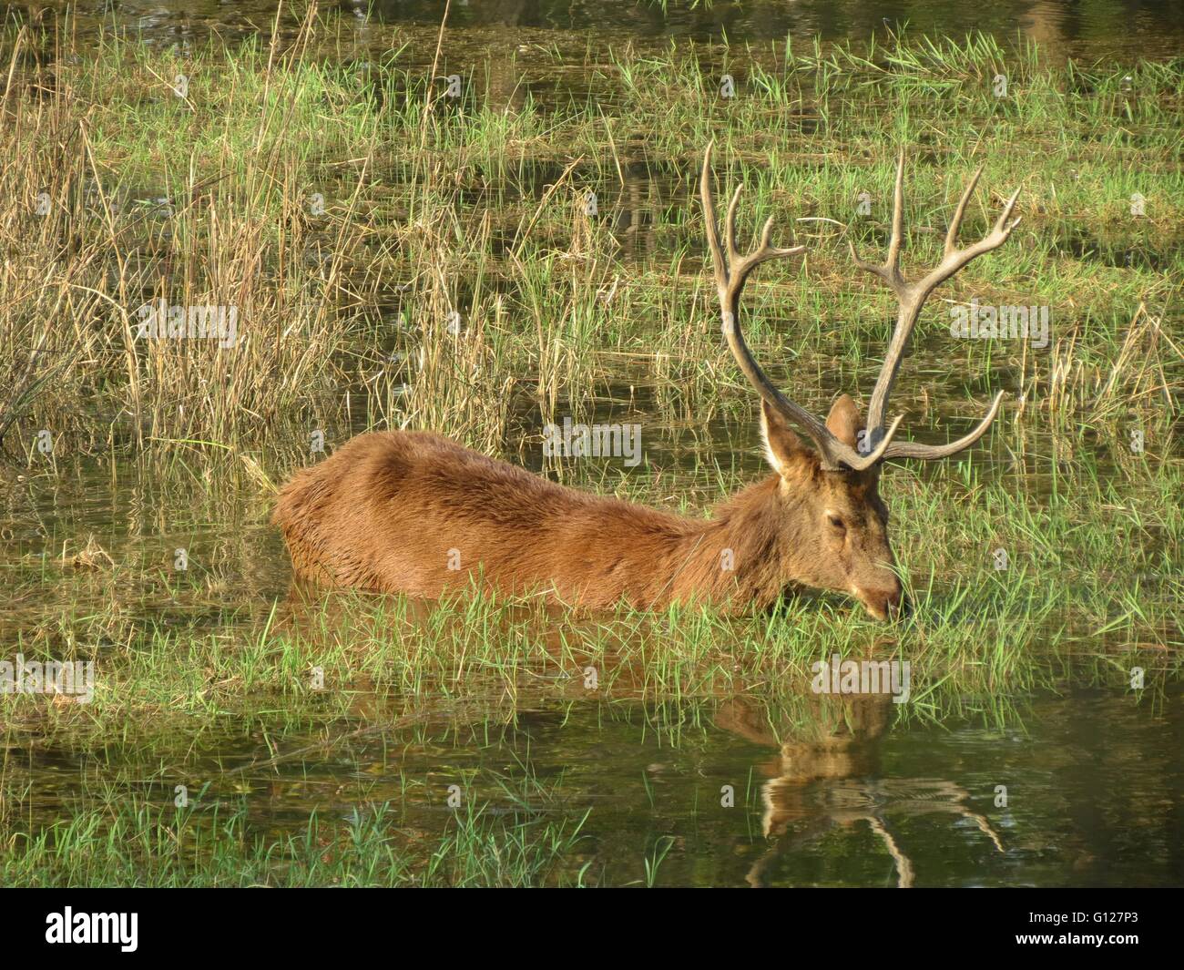 Swamp Deer - Barasingha - Kanha National Park Stock Photo - Alamy