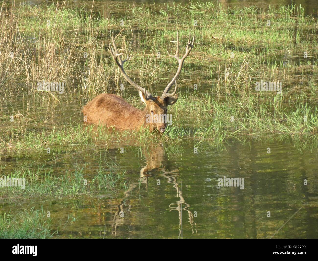 Swamp Deer in Kanha Tiger Reserve, India Stock Photo - Alamy
