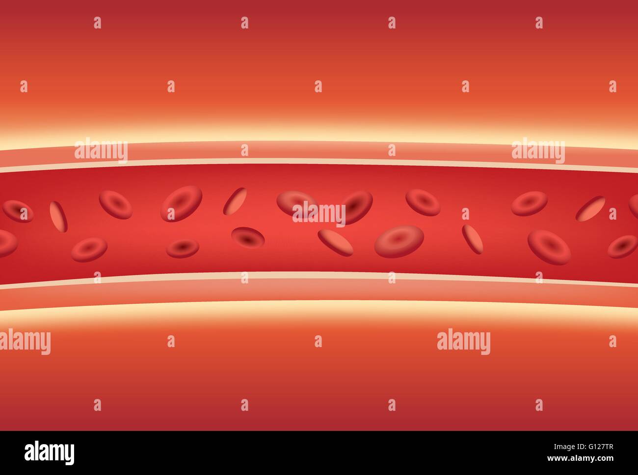Blood vessel diagram hi-res stock photography and images - Alamy