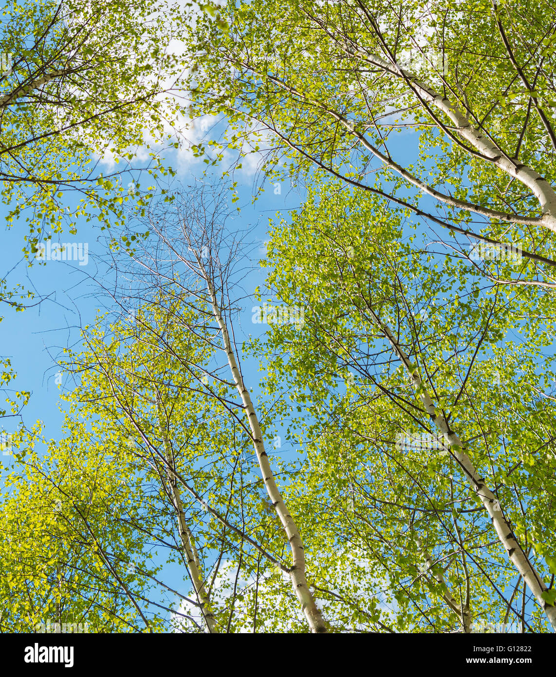 Spring in birch grove hi-res stock photography and images - Alamy