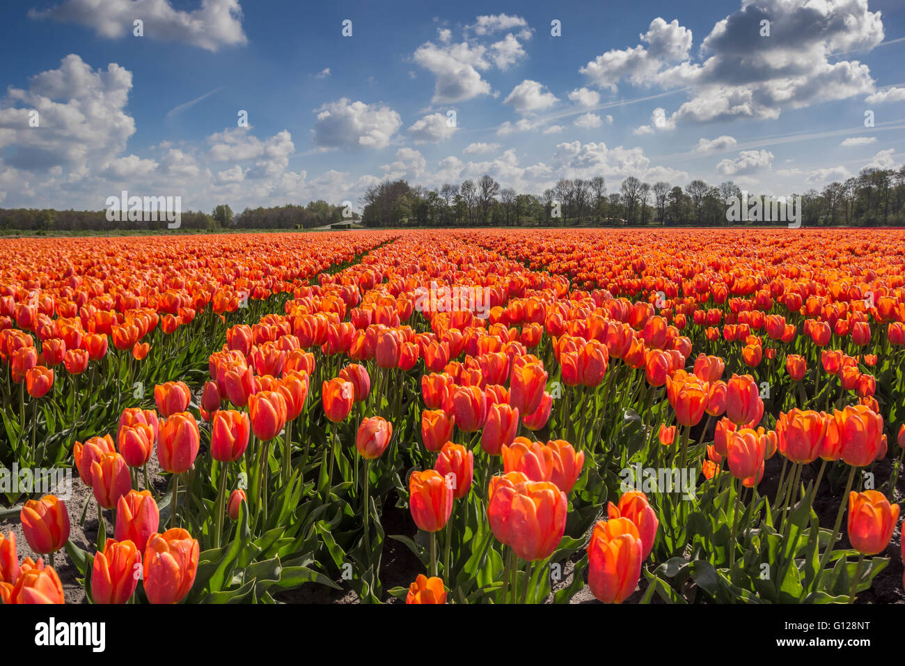 Netherlands dutch orange color hi-res stock photography and images - Alamy